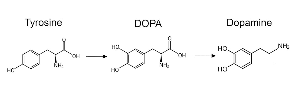 Dopamine – Wat doet de stof in het lichaam? | wibnet.nl