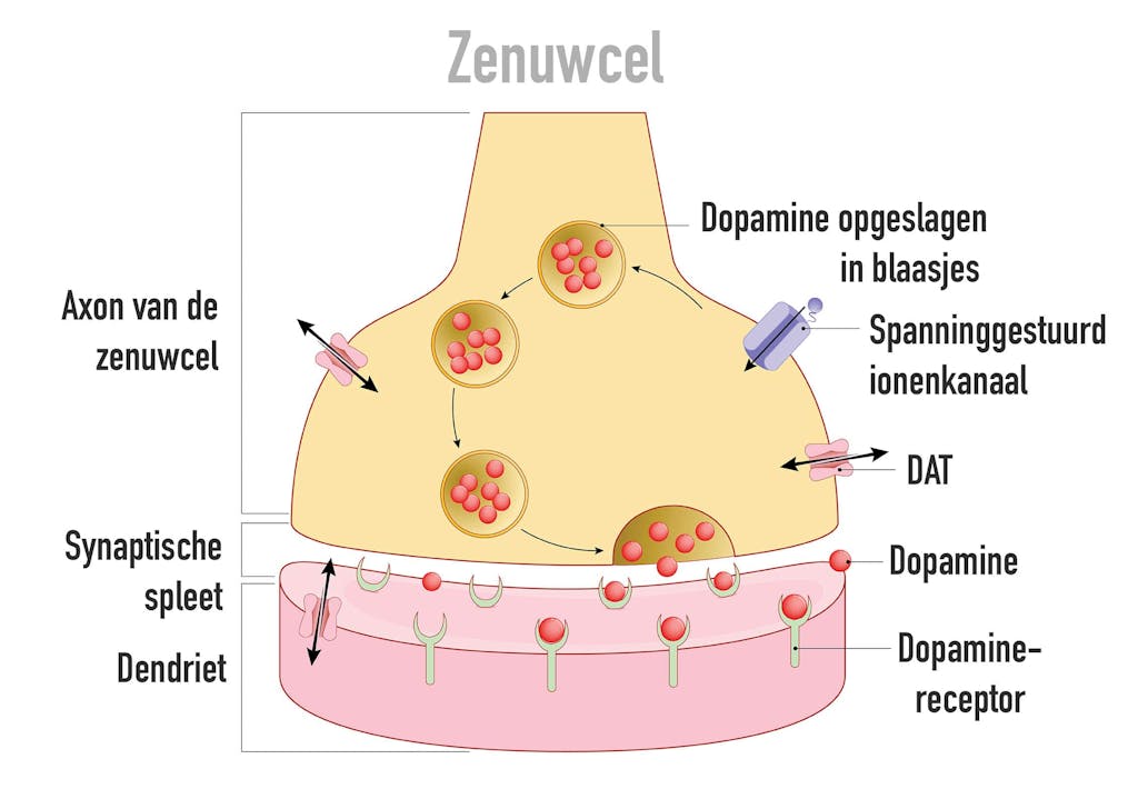 Dopamine – Wat doet de stof in het lichaam? | wibnet.nl