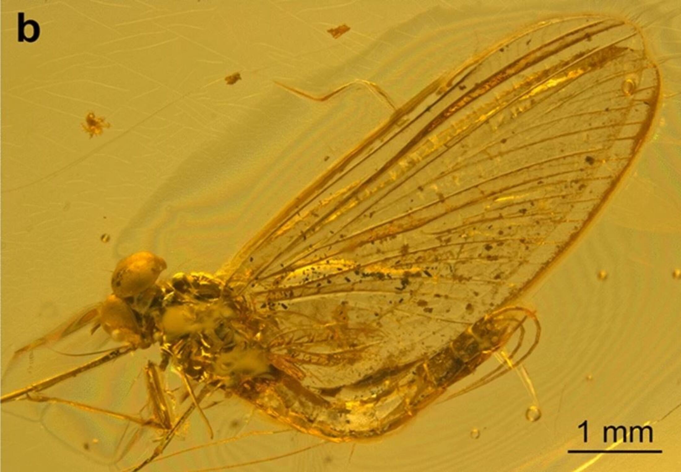 Onbekende insectensoort gevonden in 35 miljoen jaar oud barnsteen ...