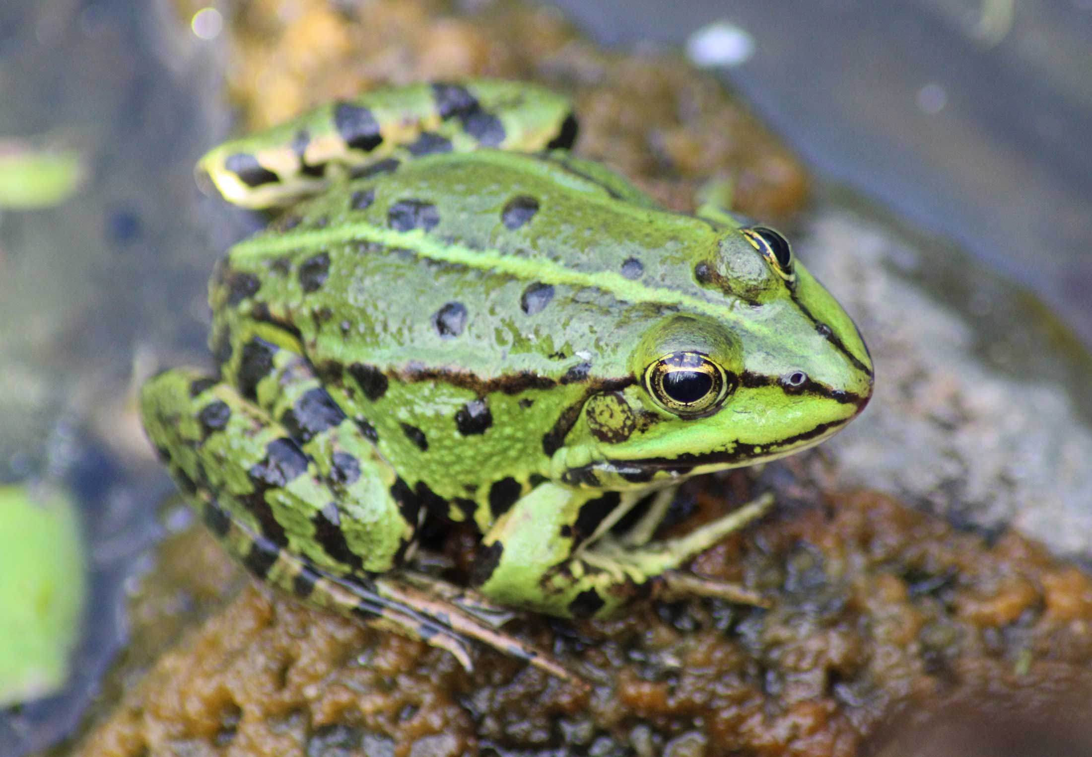 Frosker i Norge – Her er de norske froskene og paddene | illvit.no