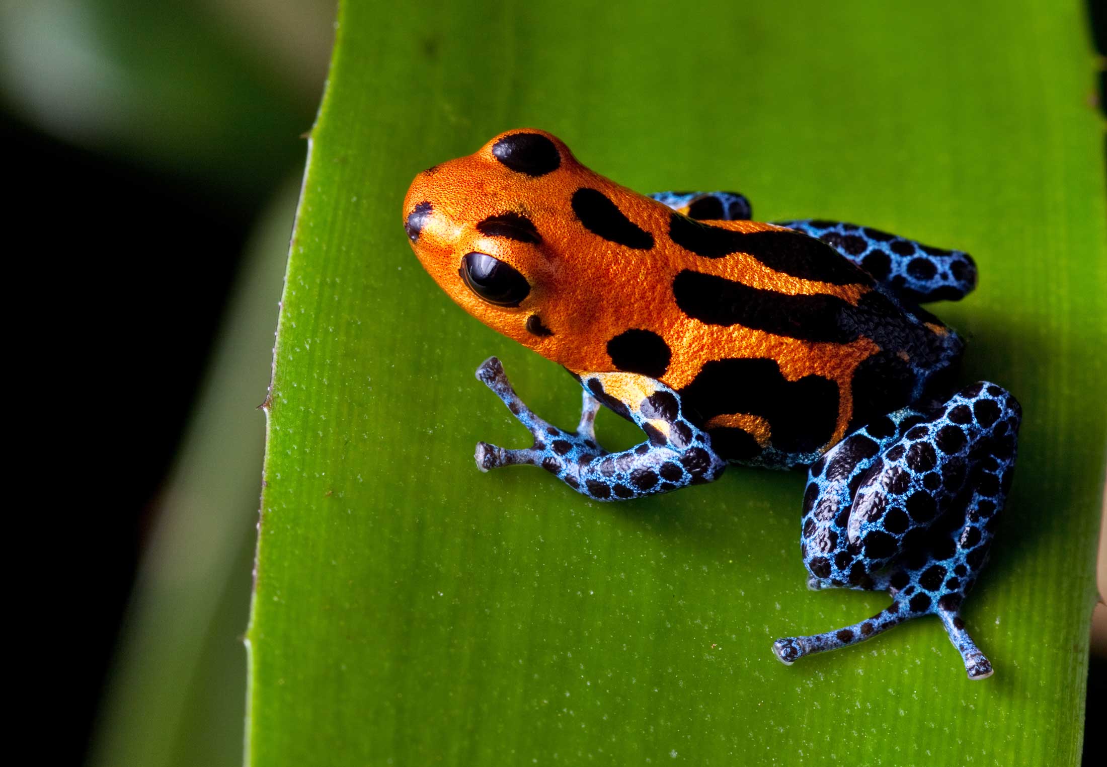 Frosker i Norge – Her er de norske froskene og paddene | illvit.no