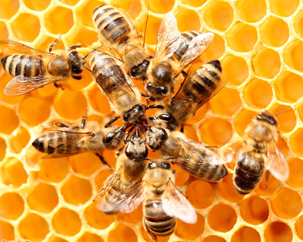 De levensduur van bijen is de afgelopen 50 jaar gehalveerd | wibnet.nl