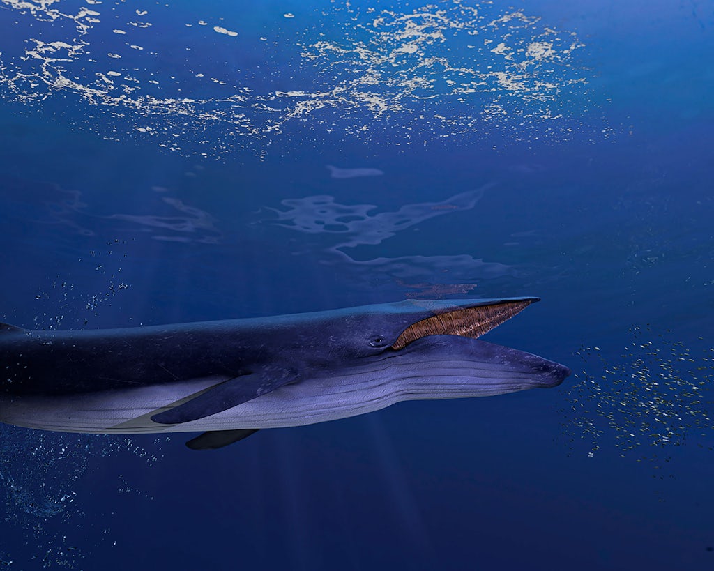 Hvaler - Hvad er verdens største hvaler og hvor mange hvalarter findes ...