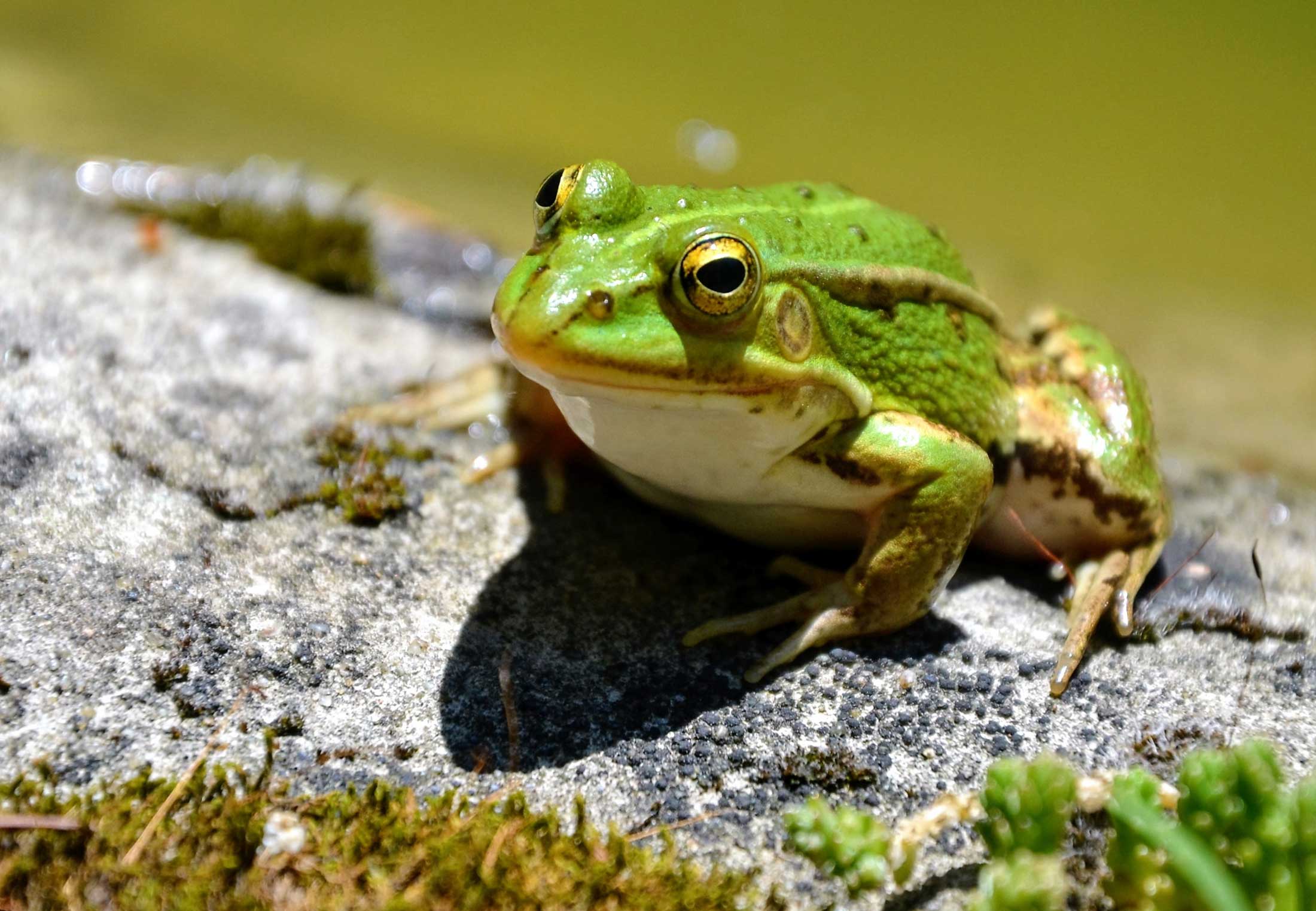Groddjur i Sverige - möt våra svenska grodor här | illvet.se