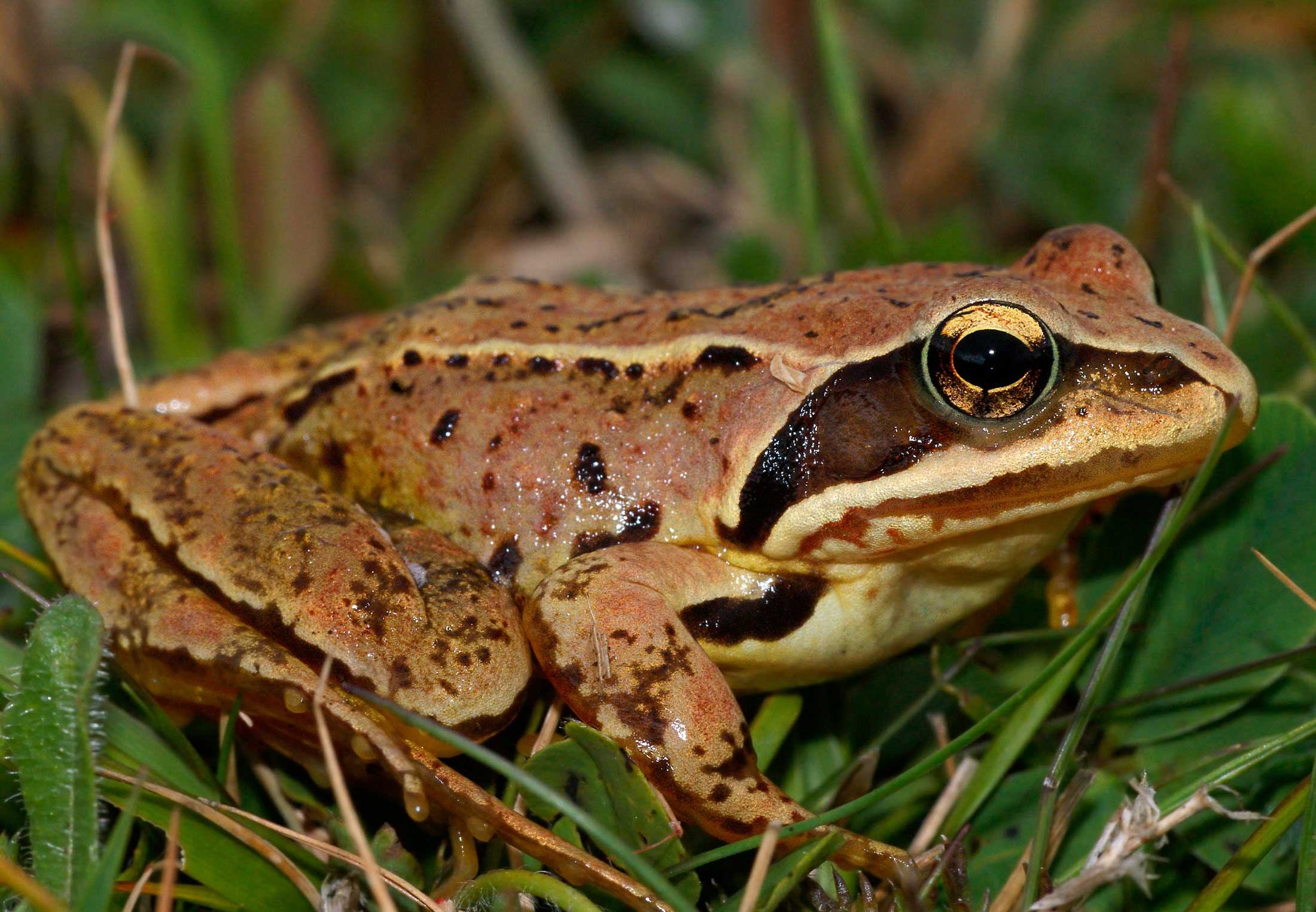 Groddjur i Sverige - möt våra svenska grodor här | illvet.se