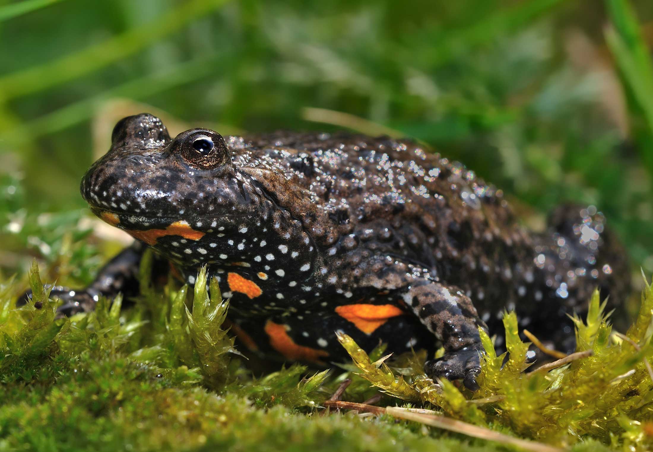 Groddjur i Sverige - möt våra svenska grodor här | illvet.se