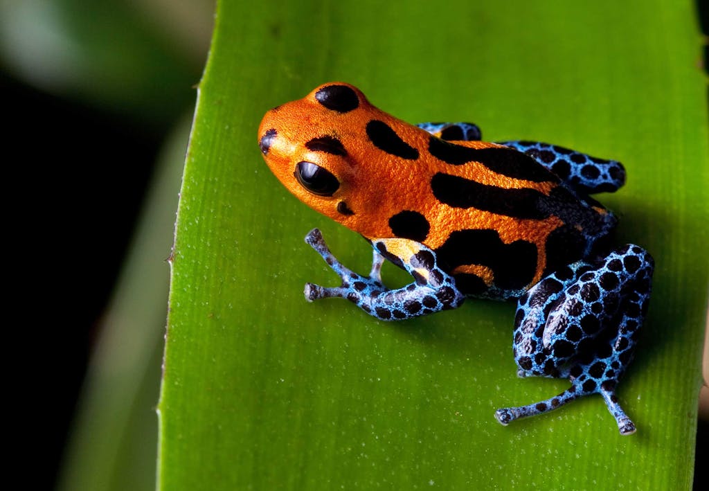 Grodor i Sverige - möt våra svenska grodor här | illvet.se