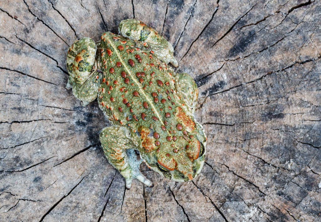 Grodor i Sverige - möt våra svenska grodor här | illvet.se