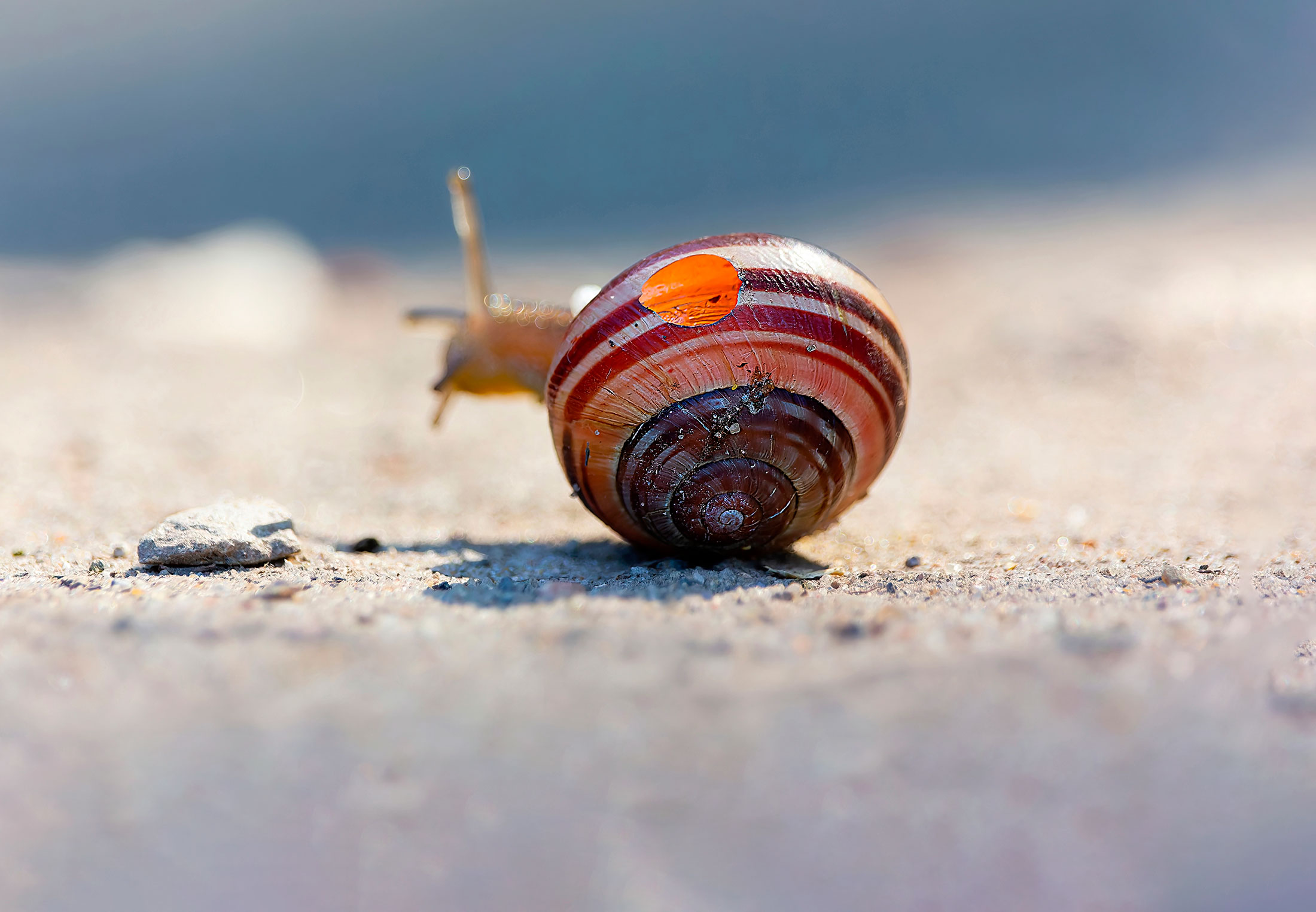 Kunnen slakken hun huisje repareren? | wibnet.nl