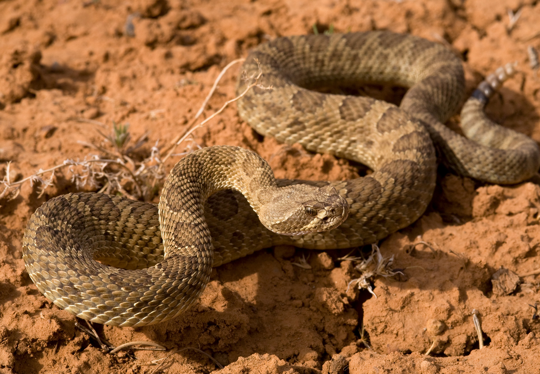Groundbreaking research finds secret colour patterns in snakes ...