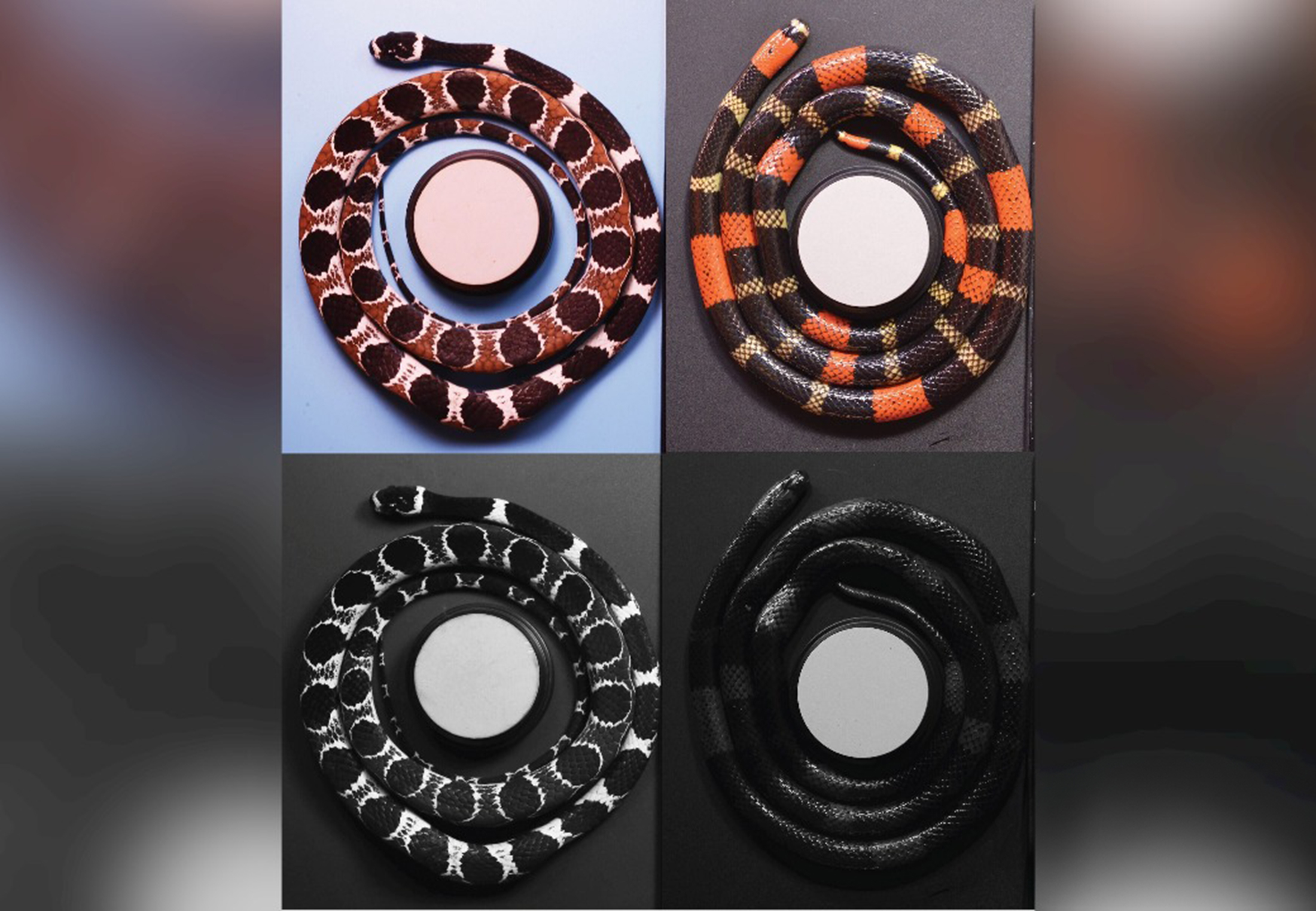 Groundbreaking research finds secret colour patterns in snakes ...