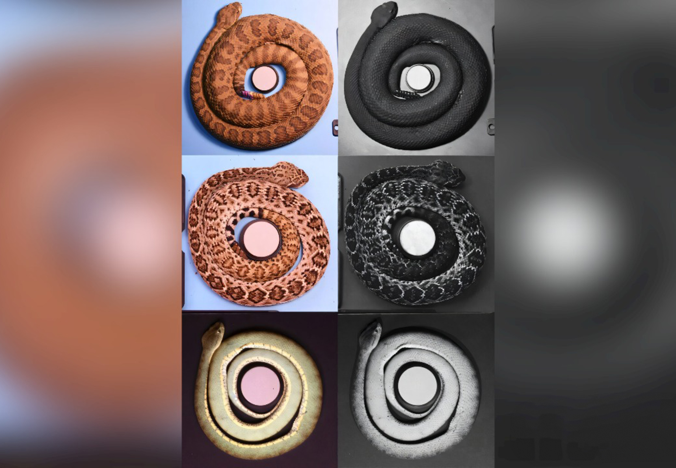 Groundbreaking research finds secret colour patterns in snakes ...