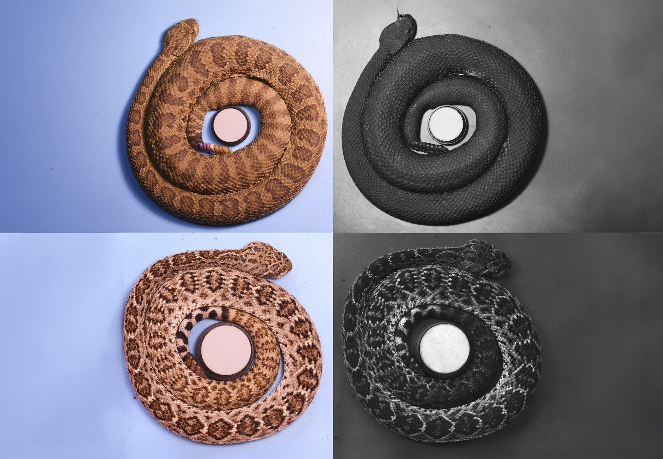 Nature | scienceillustrated.com