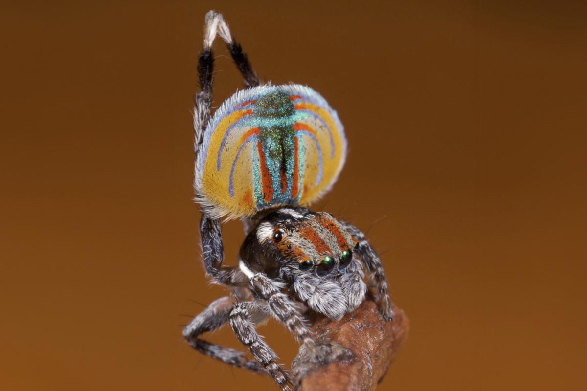 Lethal lovemaking: spiders dancing with death | scienceillustrated.com