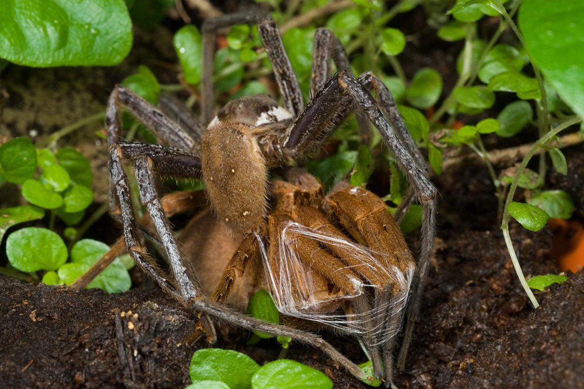Lethal lovemaking: spiders dancing with death | scienceillustrated.com