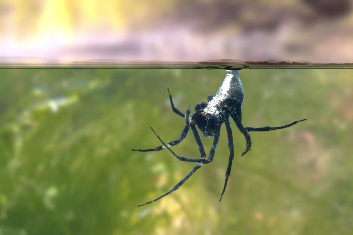 Lethal lovemaking: spiders dancing with death | scienceillustrated.com
