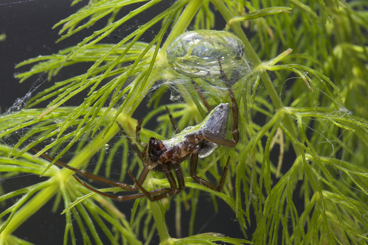 Lethal lovemaking: spiders dancing with death | scienceillustrated.com