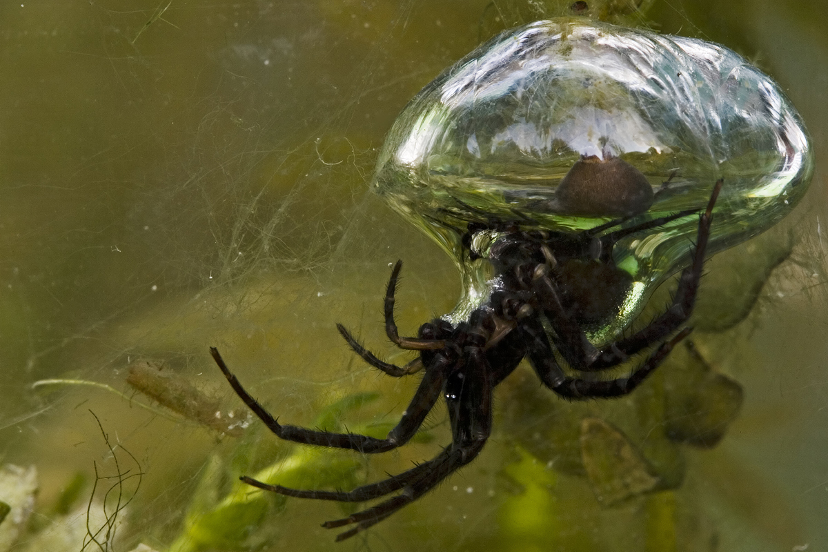 Lethal lovemaking: spiders dancing with death | scienceillustrated.com