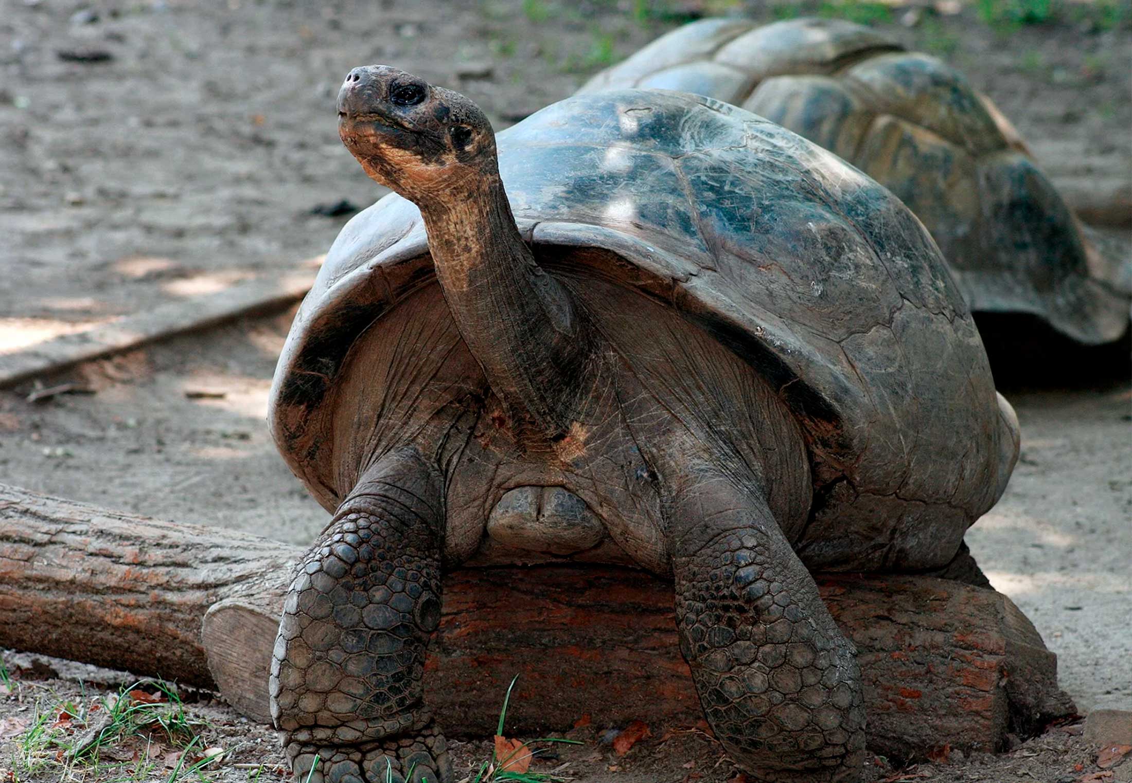 100 år gammel skildpadde er blevet mor | illvid.dk