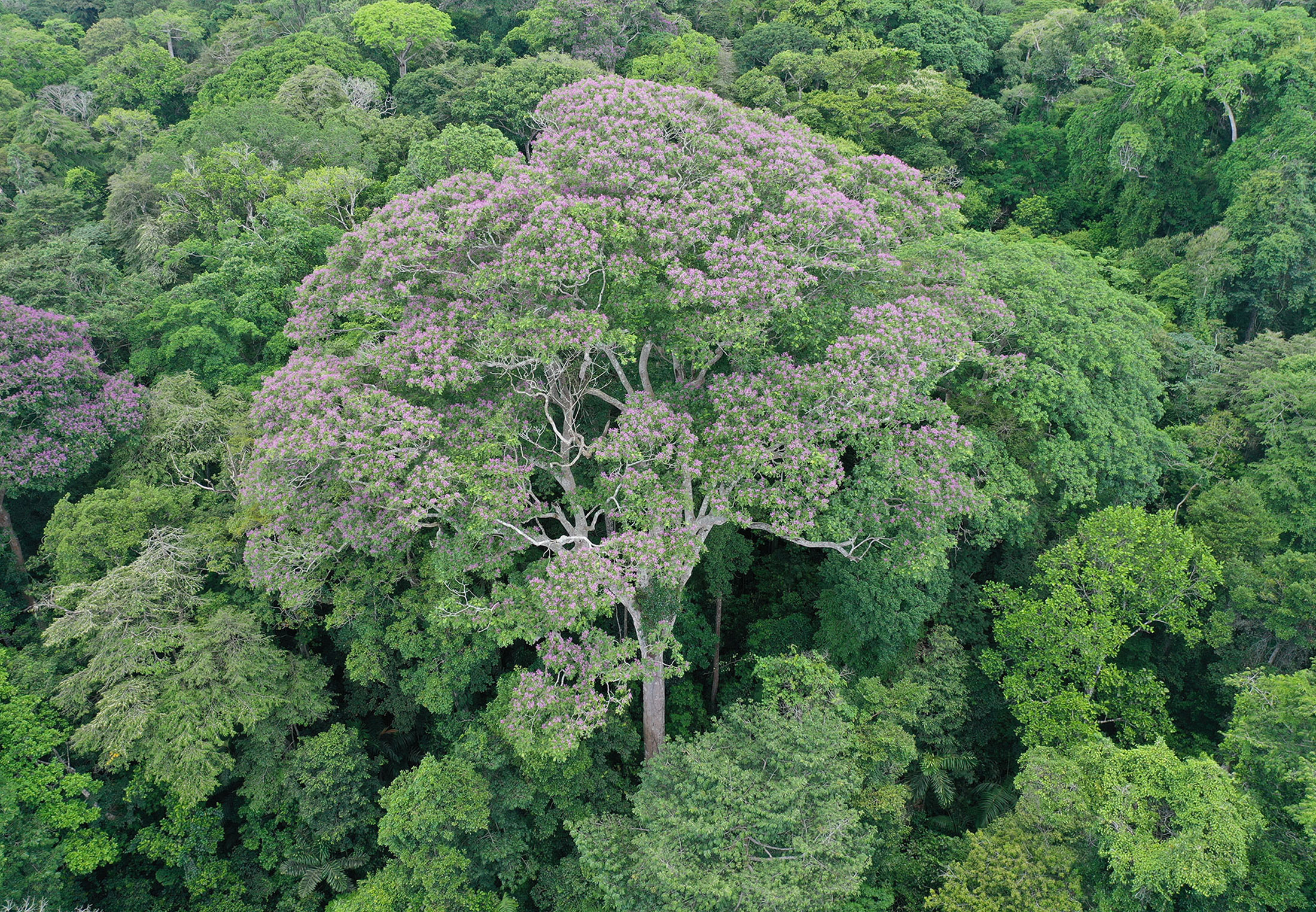 Ongelooflijke ontdekking: Boom midden in de jungle heeft bijzondere ...