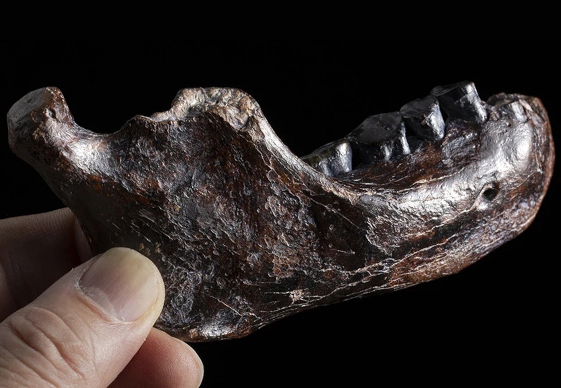 Forskere finder sjældent denisova-fossil på havets bund | illvid.dk