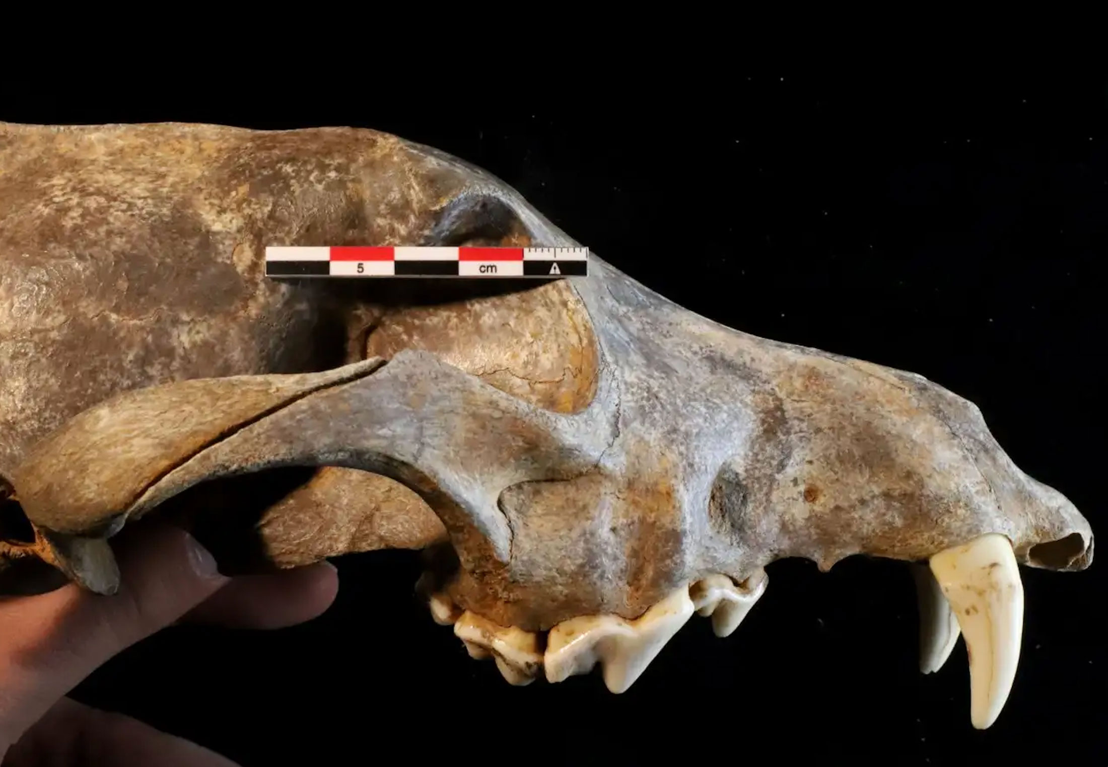 Science Illustrated - explore the world of science | scienceillustrated.com