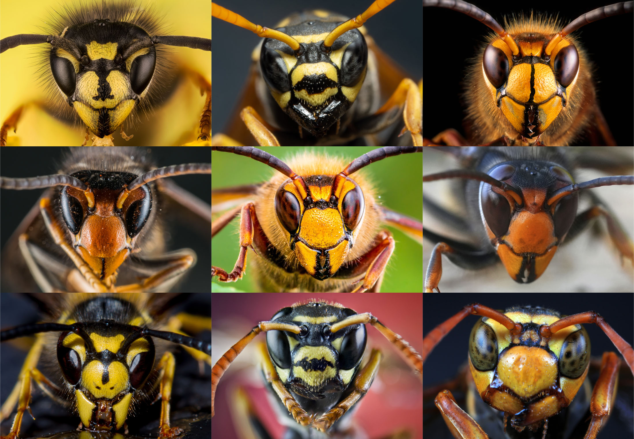 Wasps are smarter than we thought: why the unpopular insect is not so ...