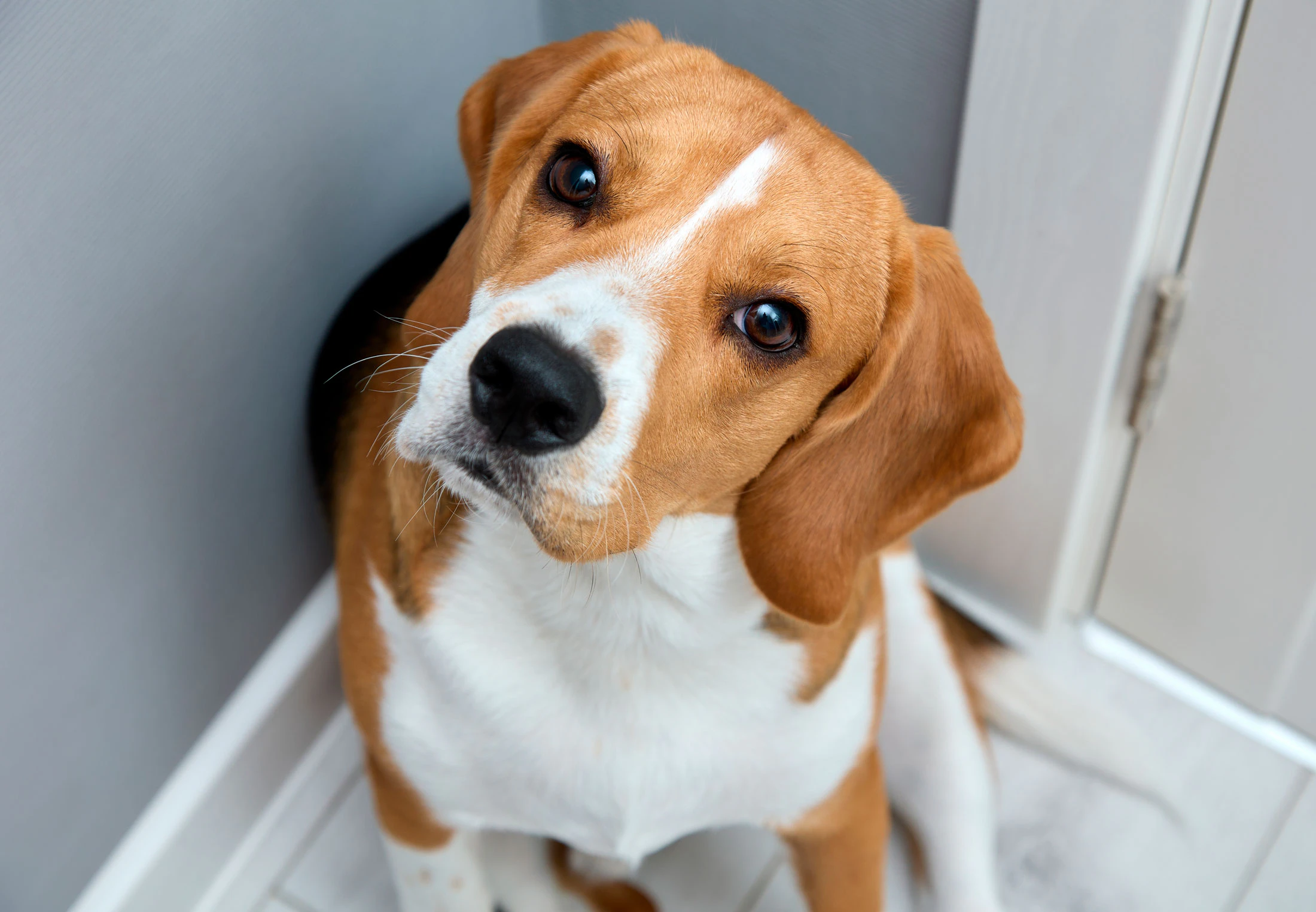 New discovery: dogs have a special gift for human language ...