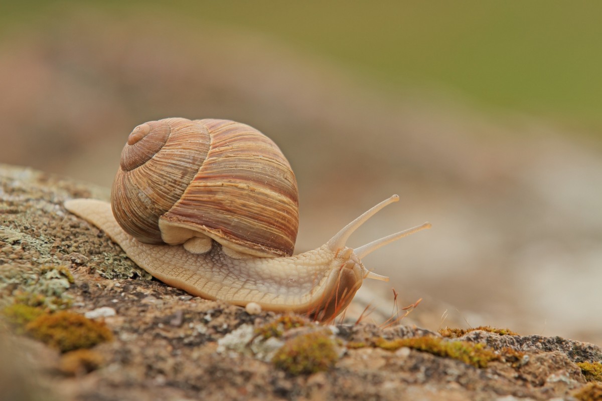 Slakken – Plaag of nuttige dieren? | wibnet.nl