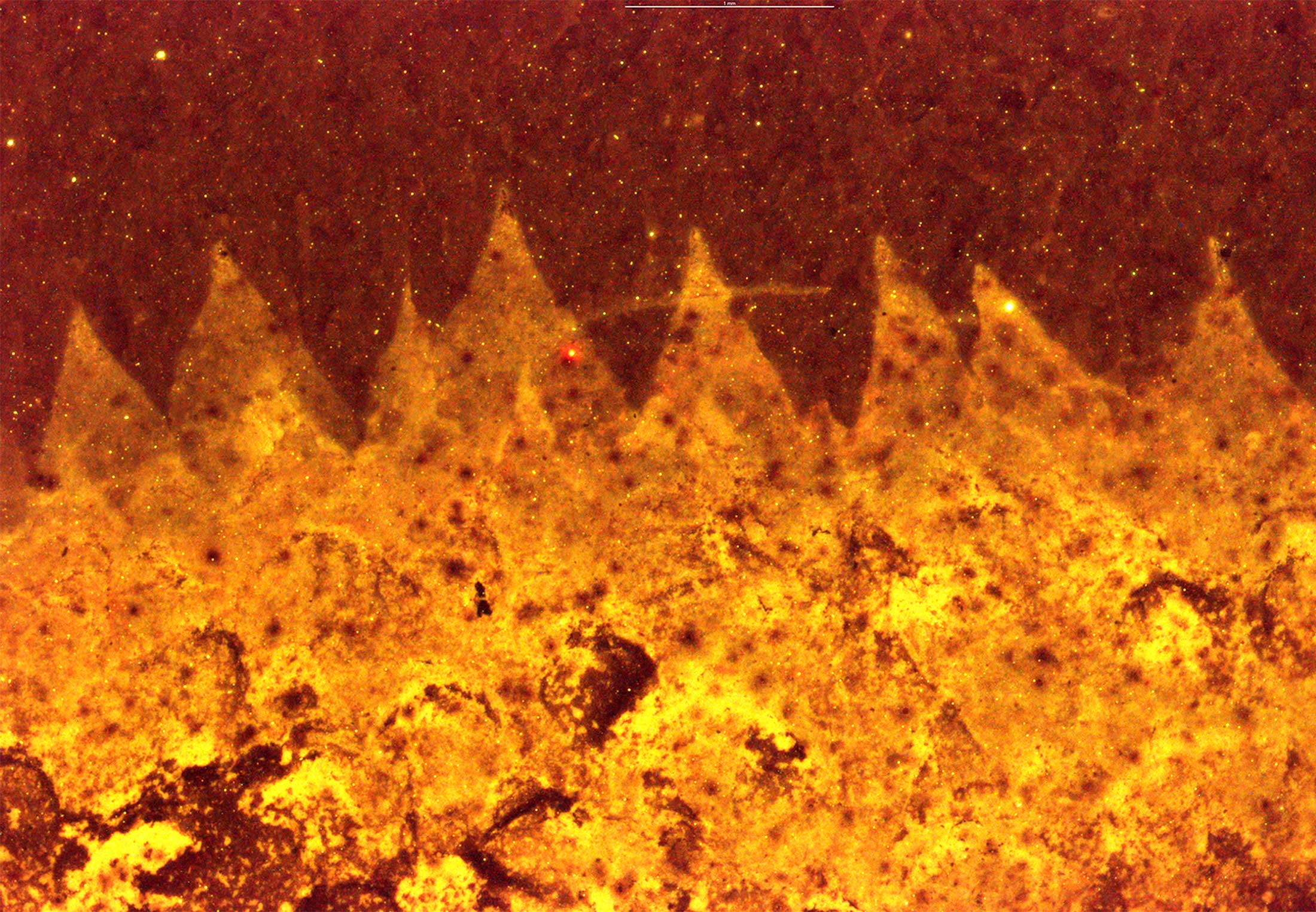 Fossiel bleek vermomd als andere soort | wibnet.nl