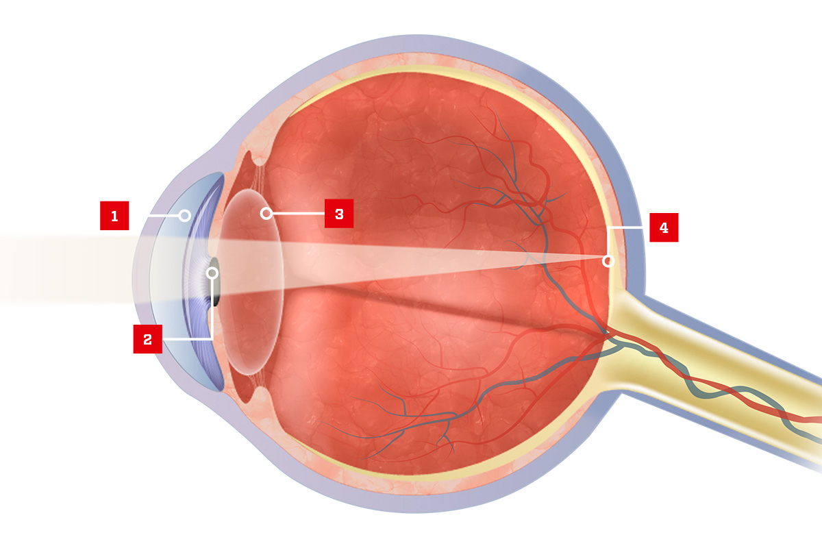 Ljus idé ledde in forskare på rätt spår till ljusets gåta | illvet.se