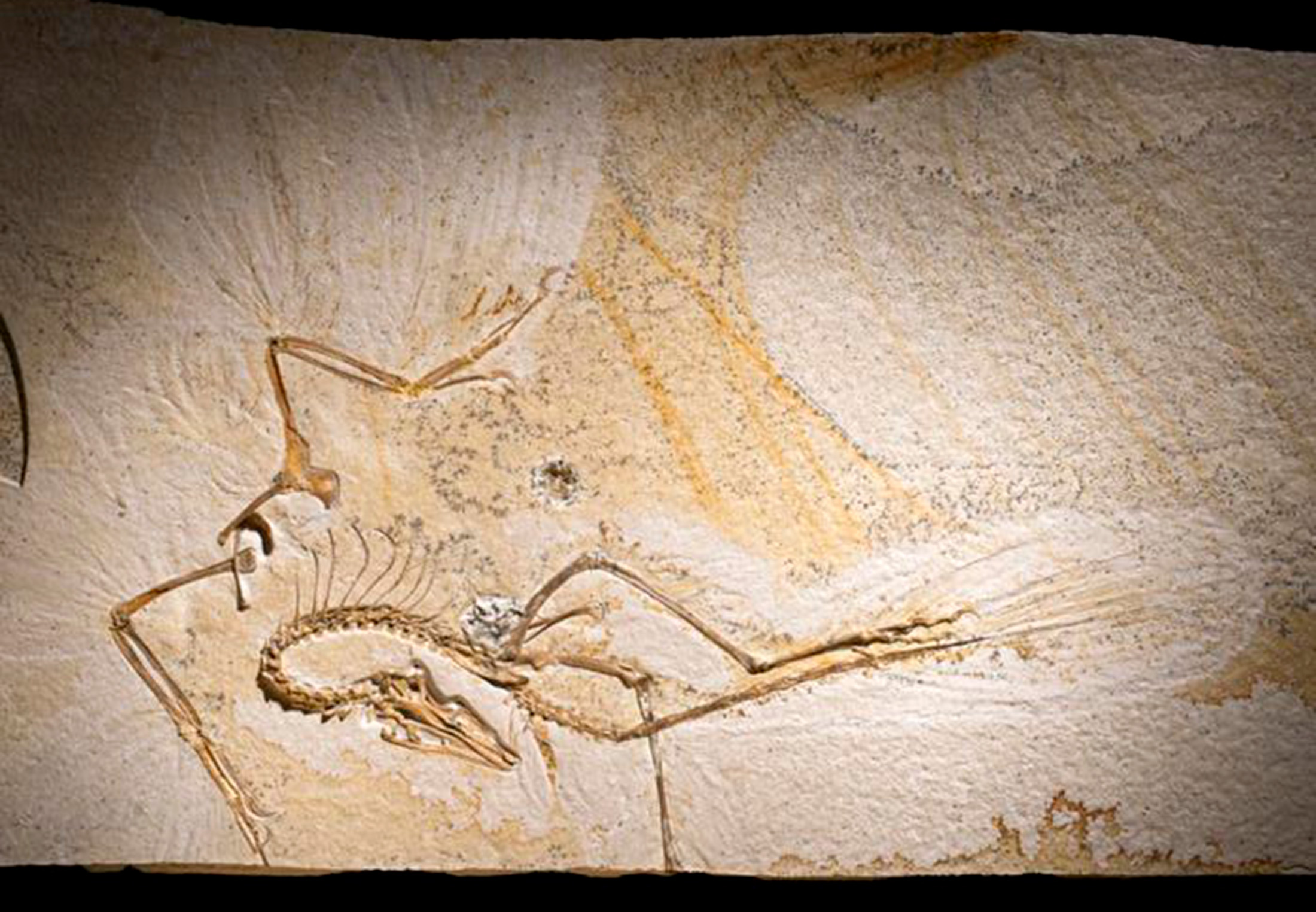 Undersøgelse af velbevaret fossil kan afgøre gammel dino-strid | illvid.dk