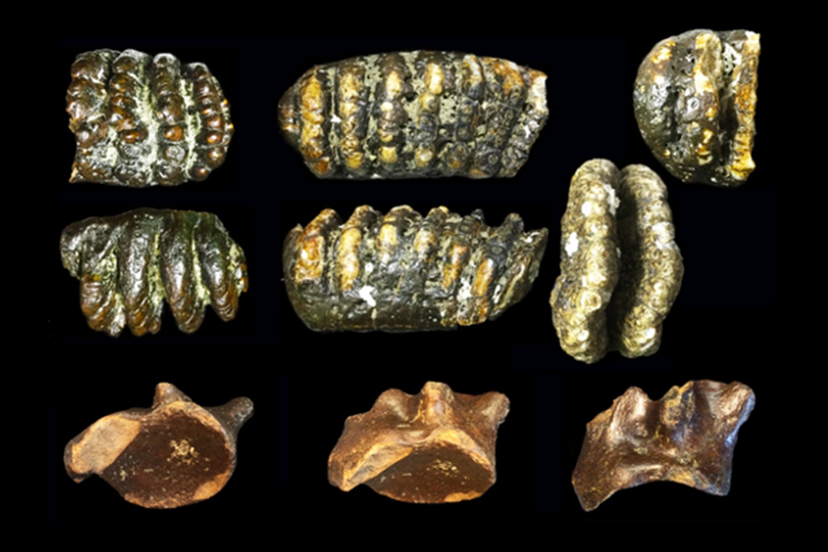 Humans | scienceillustrated.com