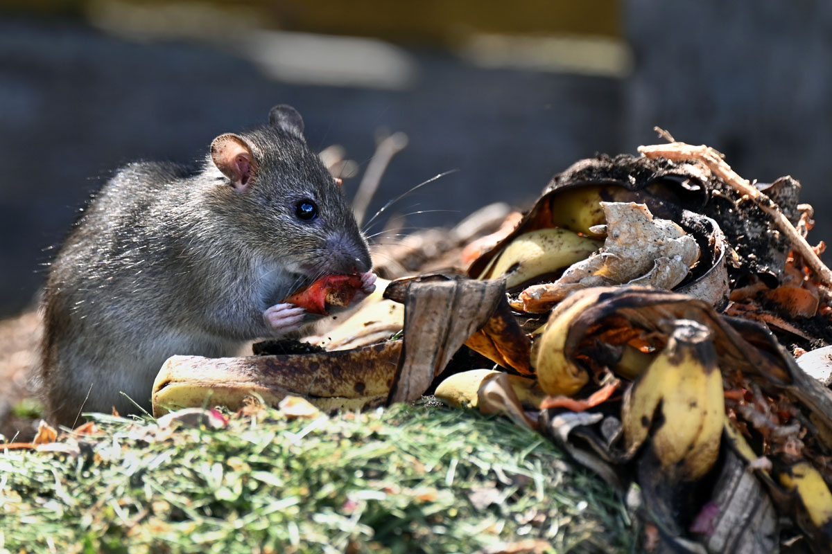 The climate is making rat populations explode: researchers have an ...