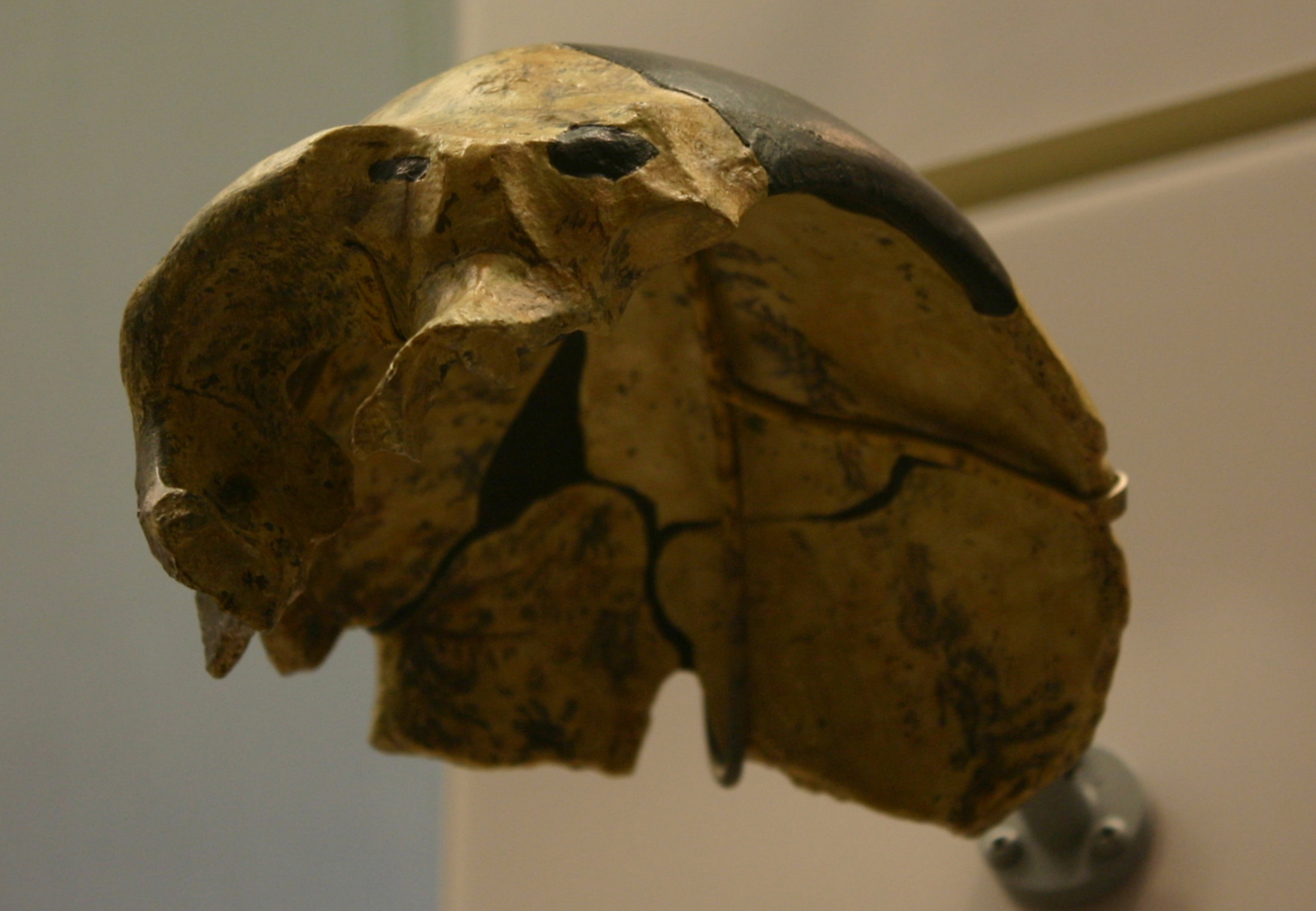 Ny studie: 300 000 år gammelt kranium matcher ingen kjente ...