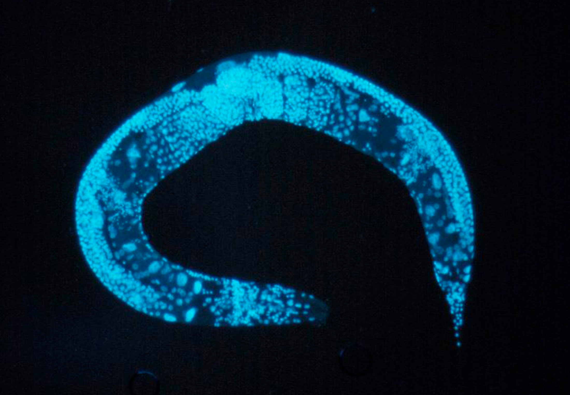 For the first time: researchers observe bizarre worm phenomenon in ...