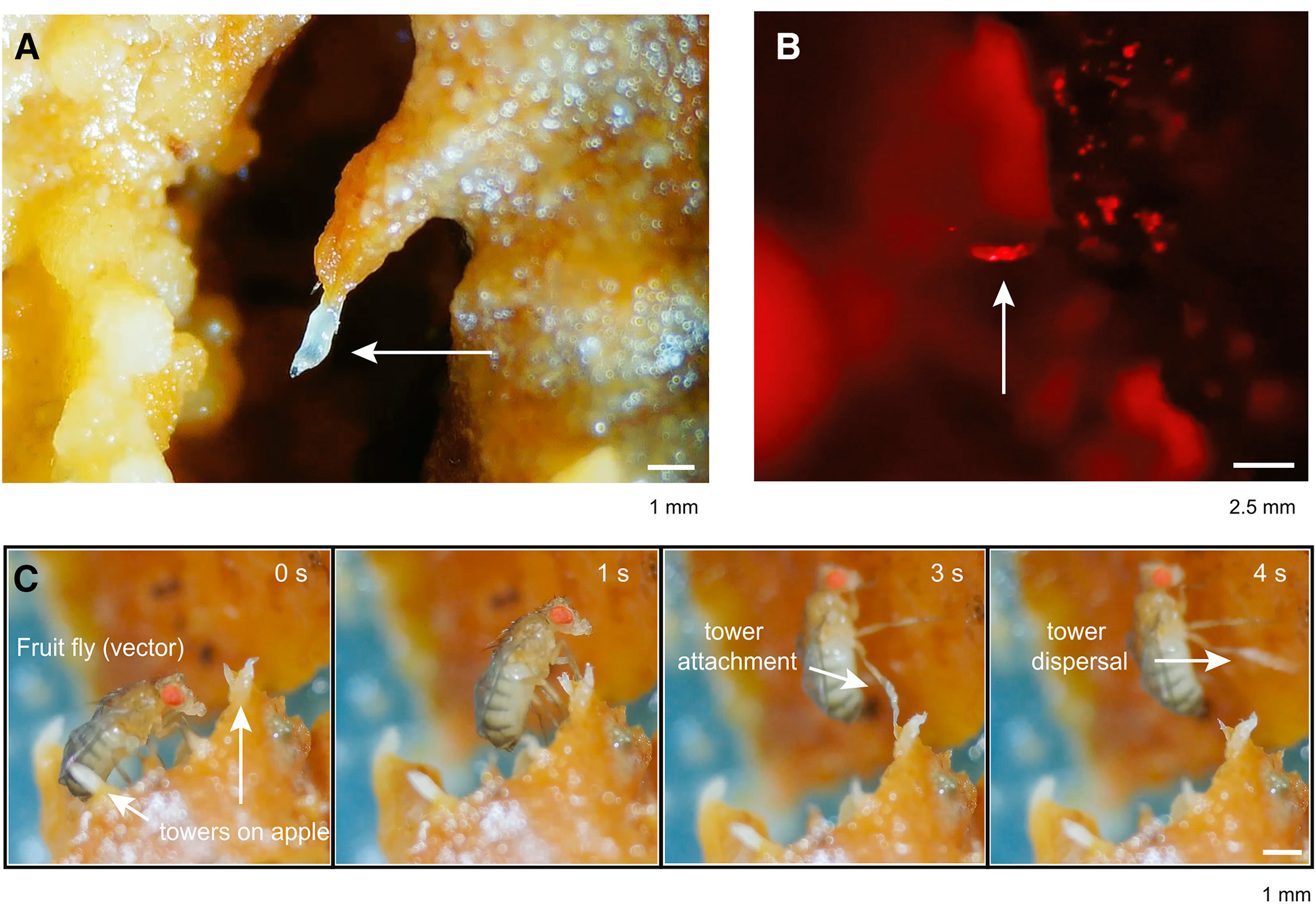 For the first time in nature: researchers observe roundworms build a ...