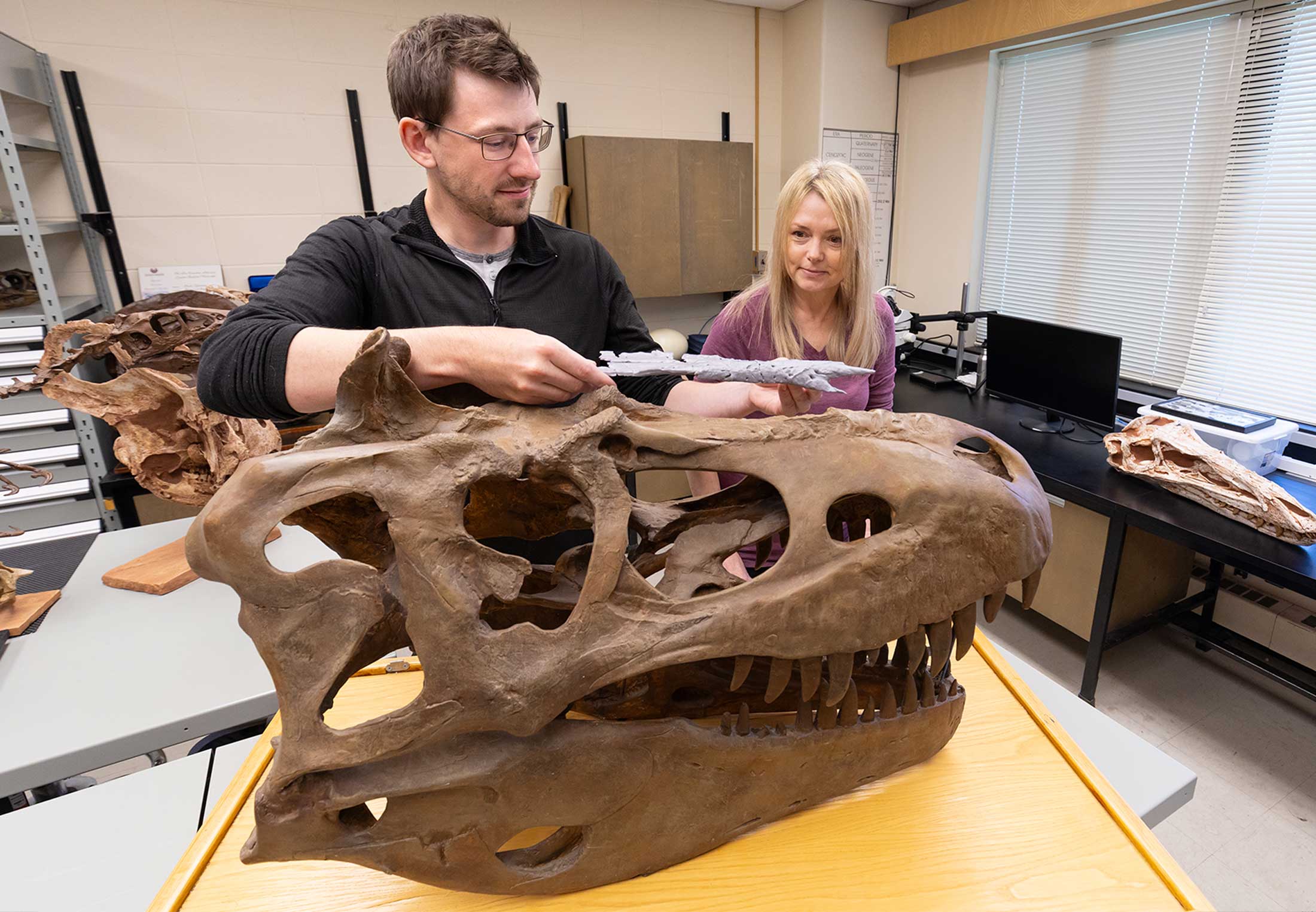 Nauwste verwant van T. rex gevonden – was voorheen onbekend | wibnet.nl