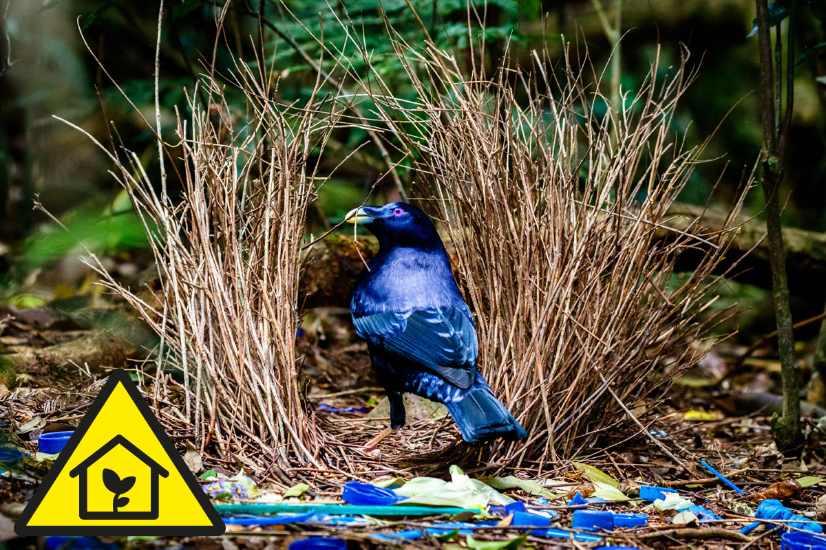 Klussers van de natuur: Dieren bouwen met sperma, botten en poep ...