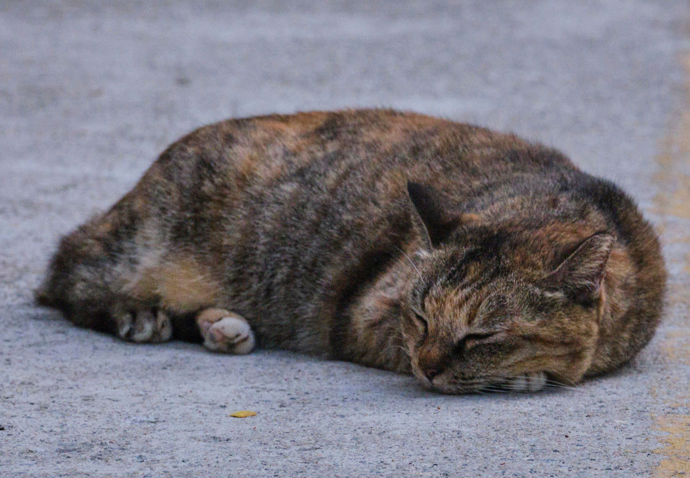 Katter foretrekker å sove på venstre side fordi det øker sjansene for overlevelse | illvit.no