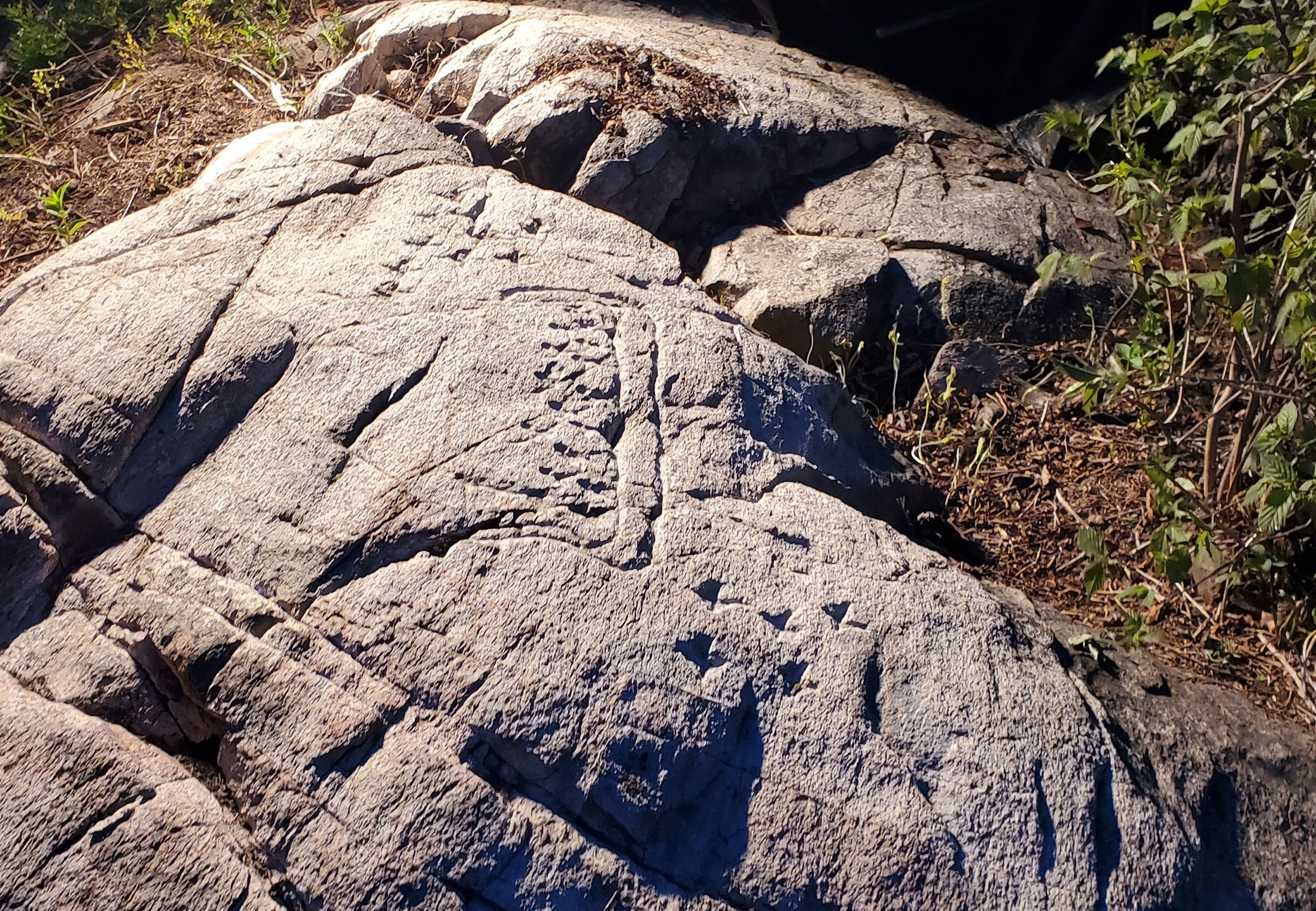 Major mysterious discovery made in forest: researchers may finally have ...