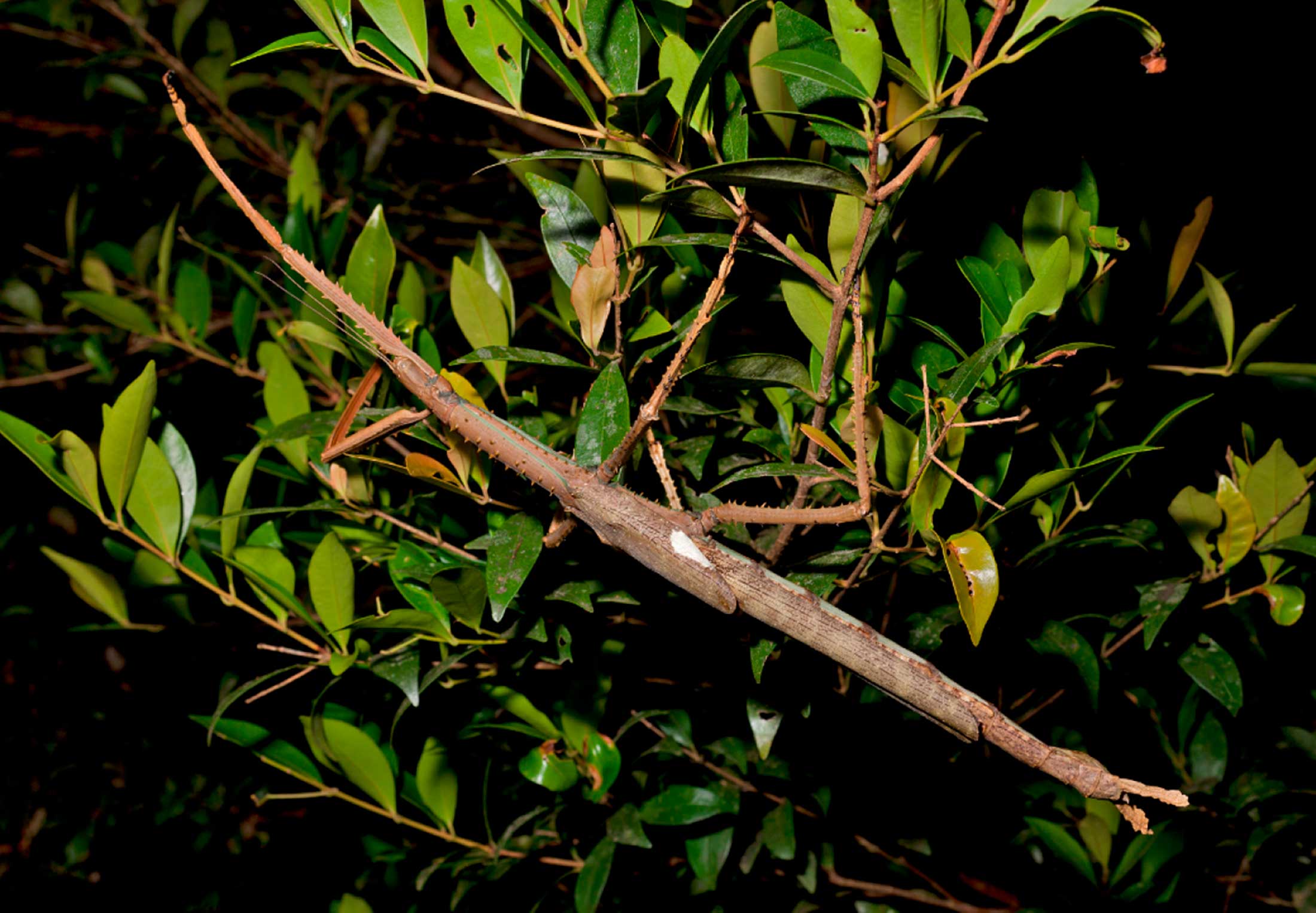 Onderzoekers vinden het zwaarste insect van Australië | wibnet.nl