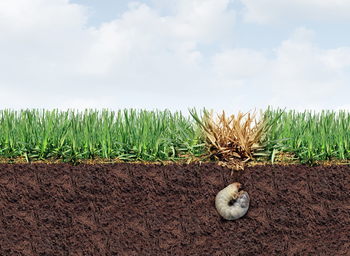 Insecten | Wat zijn insecten? En wat eten ze? | wibnet.nl