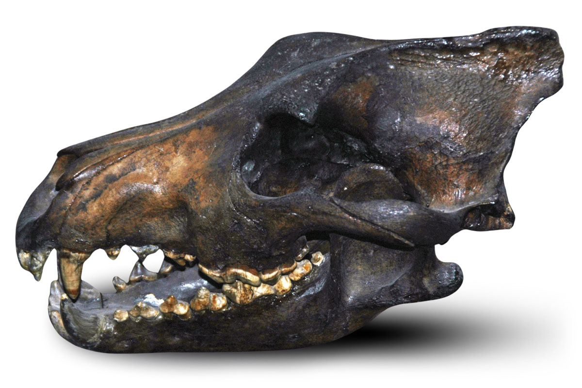 Researchers claim to have recreated the dire wolf | scienceillustrated.com