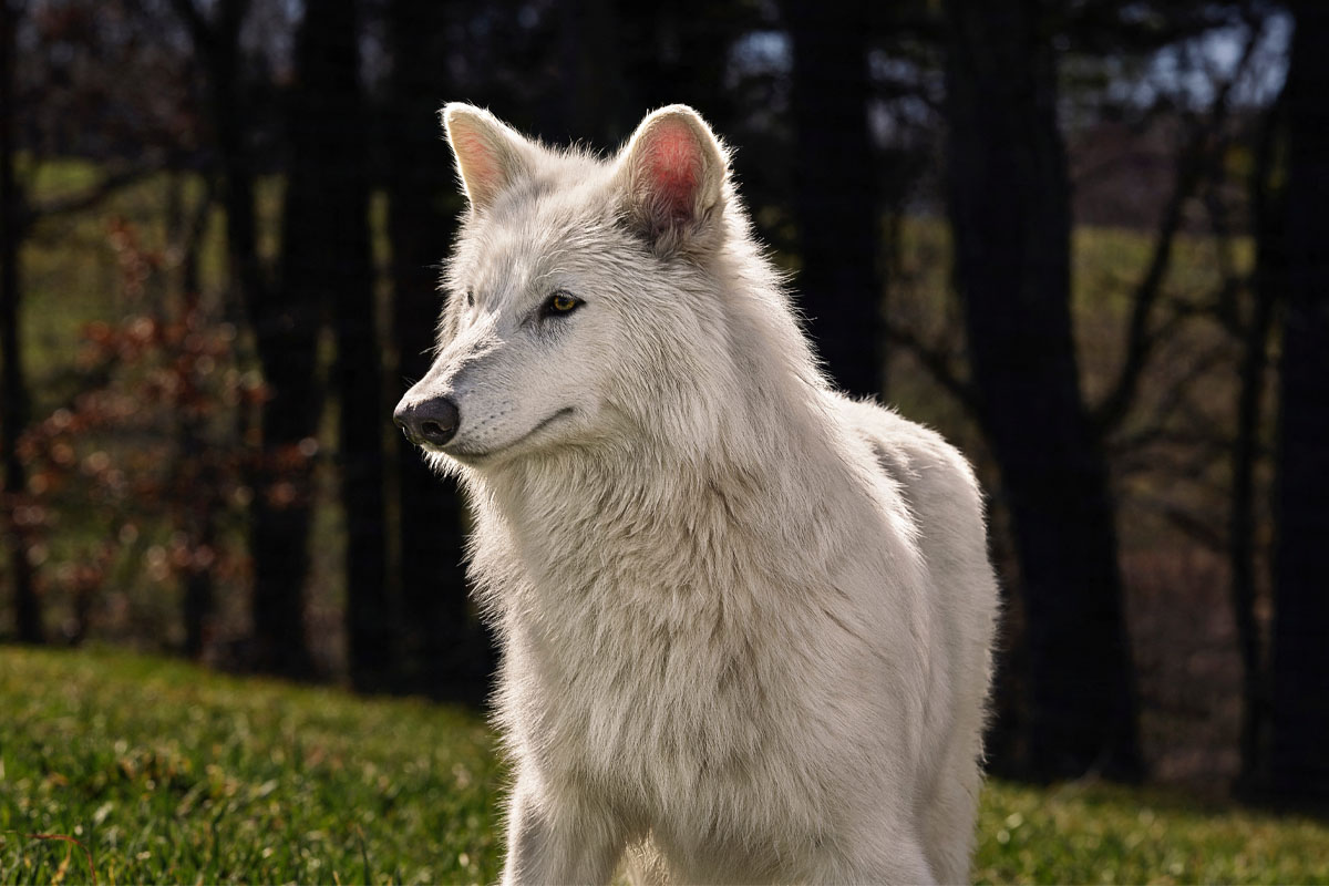 5 extinct animals that researchers aim to revive | scienceillustrated.com
