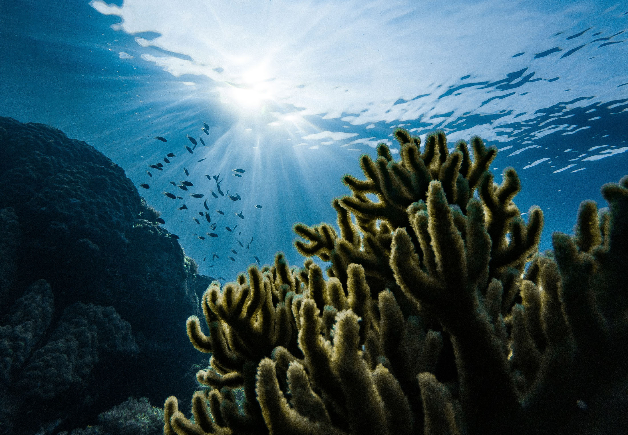 Marinbiologer undersöker något extremt sällsynt i naturen | illvet.se