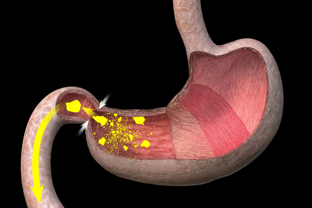 Hva skjer i magen når vi spiser mye mat? | illvit.no