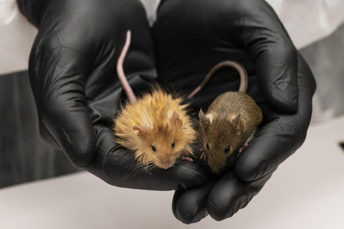Bioteknologiselskap gjenskapte utdødd art: Nå tar de neste ...