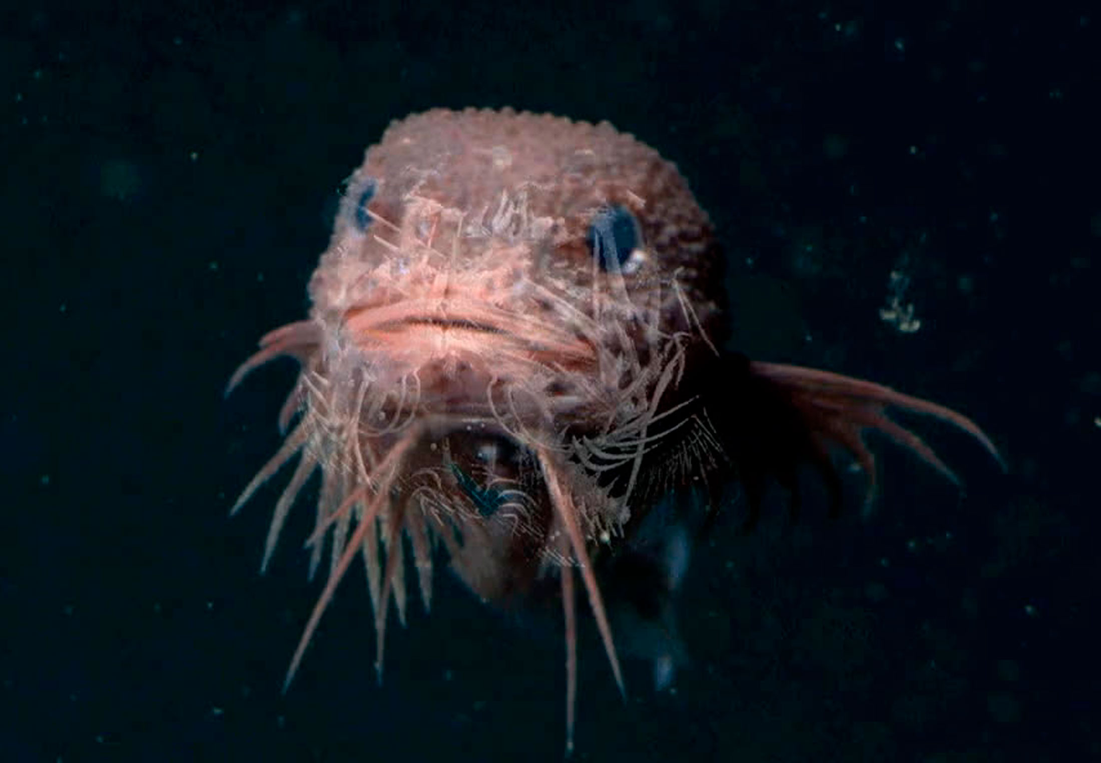Forskare vid Monterey Bay Aquarium Research Institute (MBARI) har ...