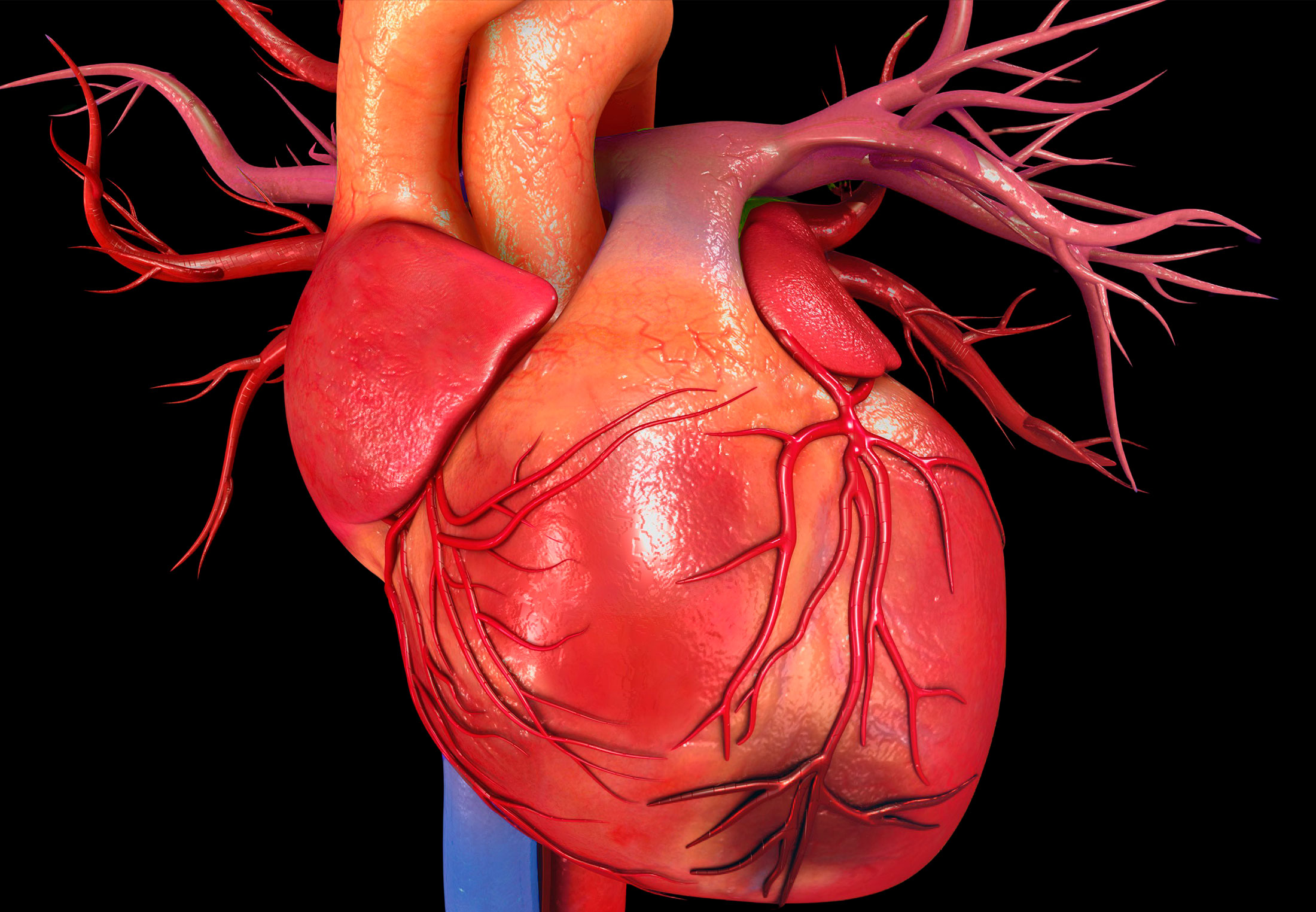 Hälsa - Vad är hälsa? | illvet.se